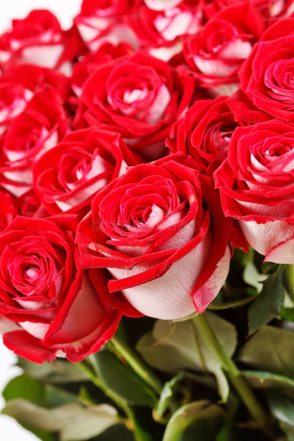 Red roses stock image. Image of shower, darling, bouquet - 25658665