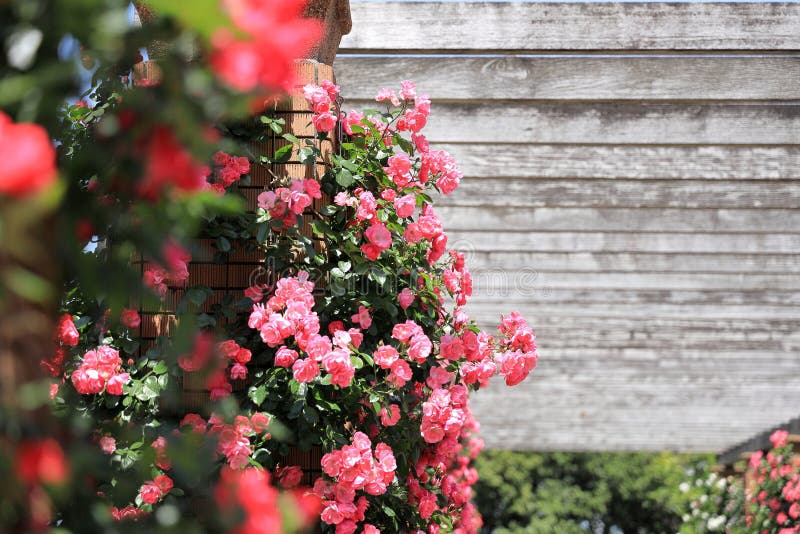 Red roses in Japan stock photo. Image of plant, japan - 279265122