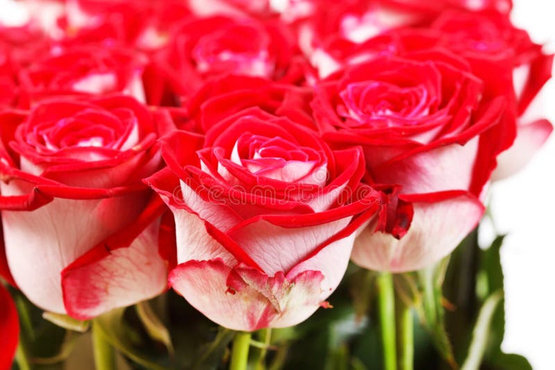 Red roses stock photo. Image of feeling, romance, darling - 28137154