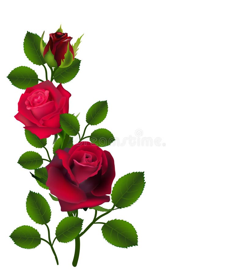 Red roses stock vector. Illustration of flower, heart - 21243678