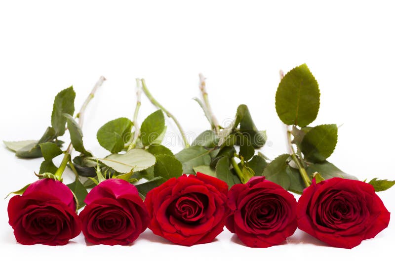 Five Roses Row Stock Photos - Free & Royalty-Free Stock Photos from ...