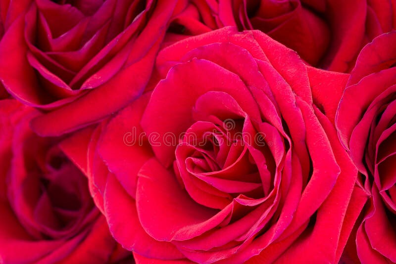 Red Roses stock image. Image of festive, closeup, freshness - 38155777