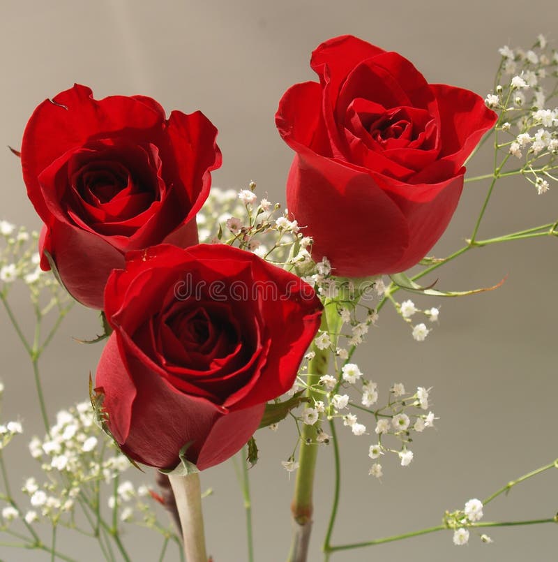 8+ Three red roses vase Free Stock Photos - StockFreeImages
