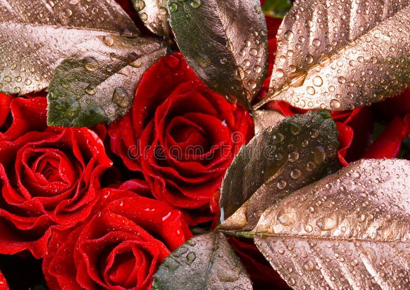 Zen roses stock photo. Image of beauty, colorful, emotion - 2871164