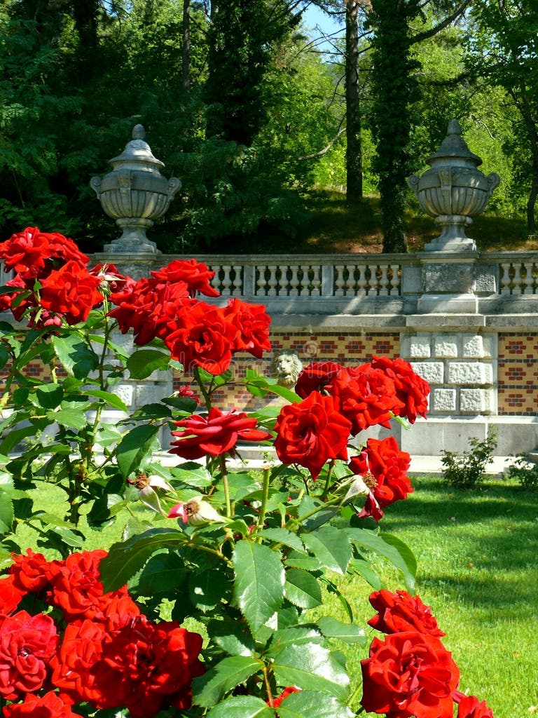 Red Roses Funeral Backgrounds Stock Photos - Free & Royalty-Free Stock ...