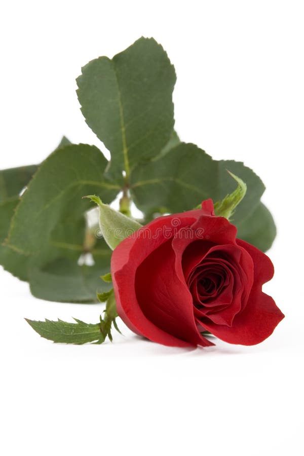Red Roses Picture. Image: 4504205