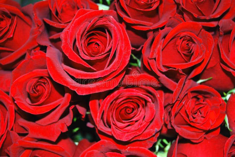 Red roses stock image. Image of flowers, nature, bunch - 4649569