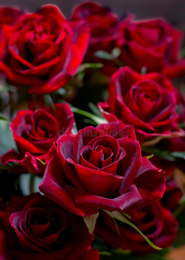 Red roses stock photo. Image of romance, gift, sweetheart - 6723358