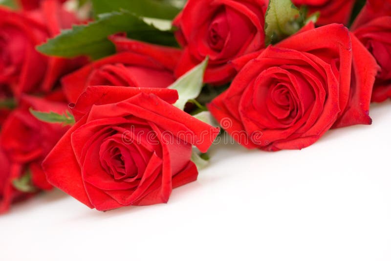 Bunch of roses stock photo. Image of nature, gift, life - 781942