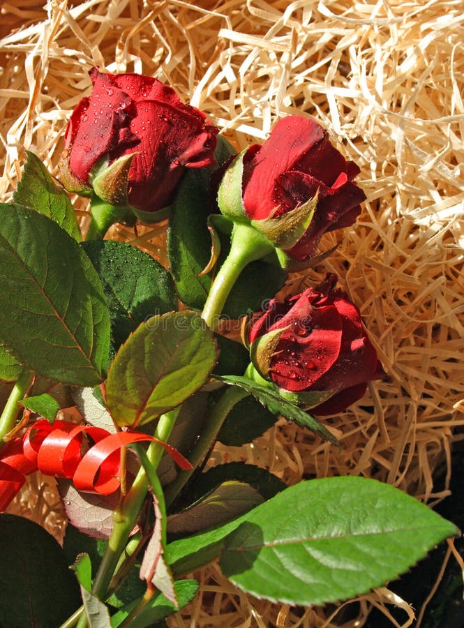 Red roses stock image. Image of contrast, water, sunlight - 731957