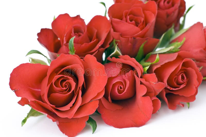 297 Seven Red Roses Stock Photos - Free & Royalty-Free Stock Photos ...