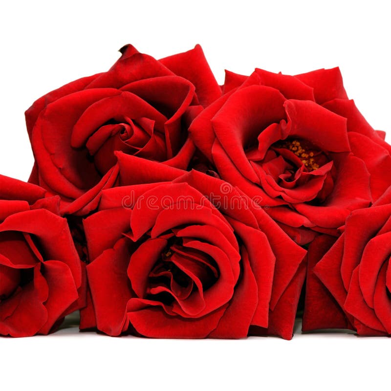 Gold rose & Red roses stock image. Image of aromatherapy - 2870687