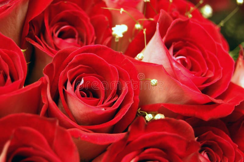 Red Roses stock image. Image of love, rose, flower, romantic - 8244325