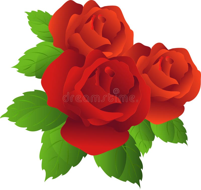 Red roses stock vector. Illustration of nature, petal - 8767335