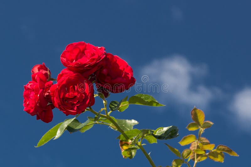 Red Roses Against a Blue Sky with Some White Clouds Stock Photo - Image ...