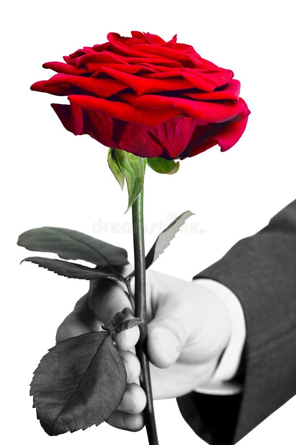Red Roses Alive in the Men`s Hand Stock Photo - Image of flirting ...