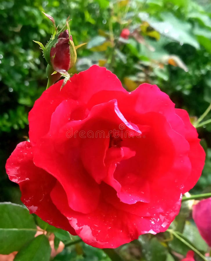 Red Roses As Plant Decorations in the Yard Stock Photo - Image of yard ...
