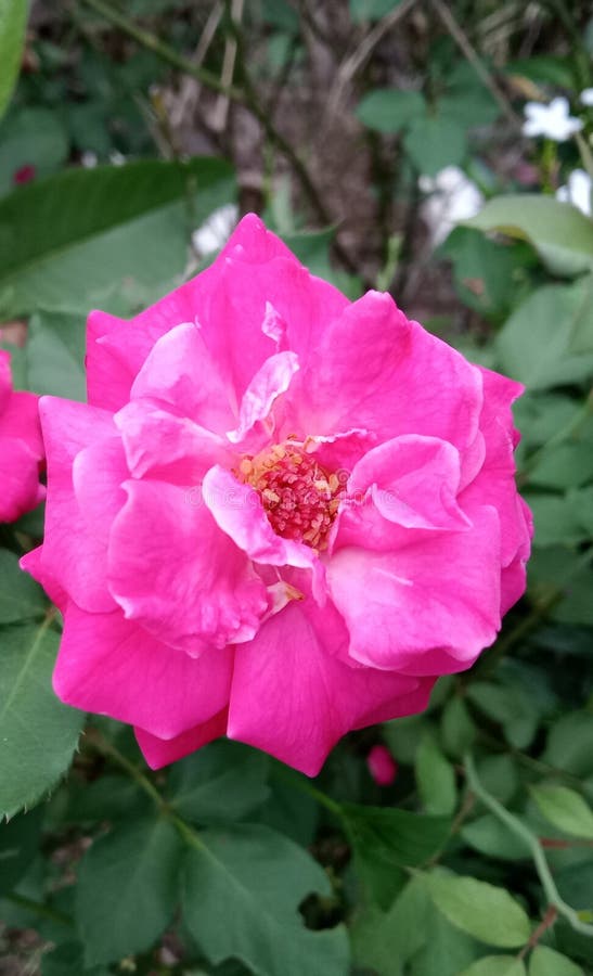Red Roses As a Sign of Love Stock Photo - Image of roses, love: 229800994