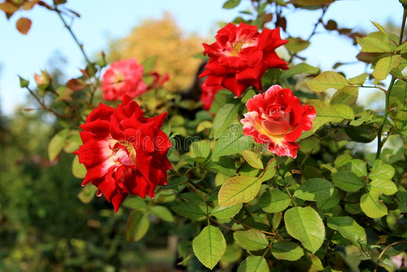 Red Roses in the Autumn Garden.Background Image Stock Photo - Image of ...