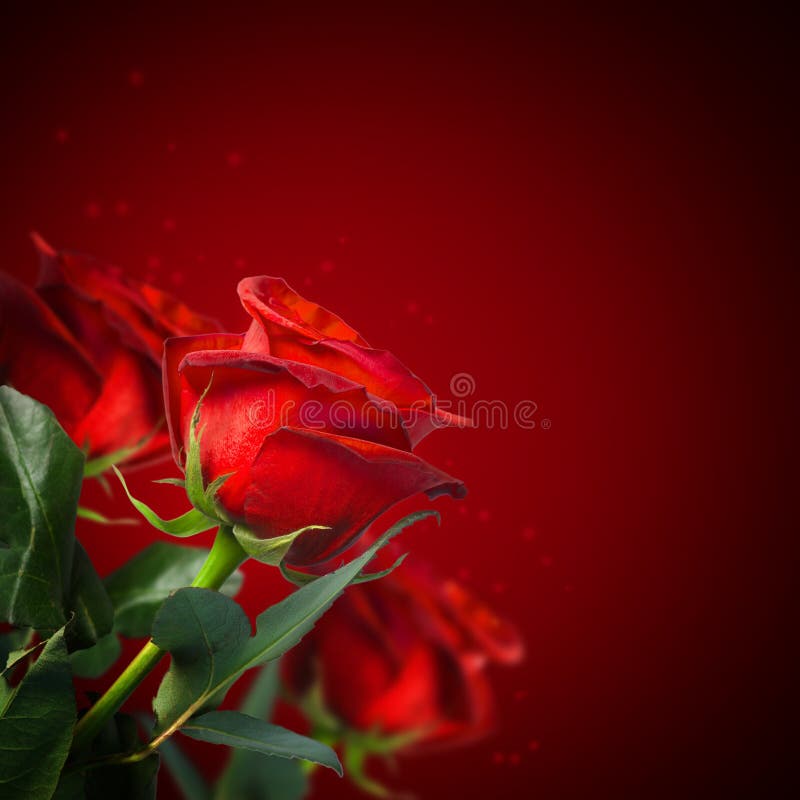 Red roses stock photo. Image of marriage, gift, beautiful - 37413066