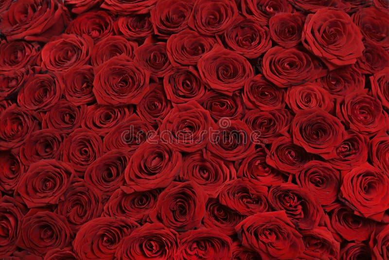 Red roses stock image. Image of bouquet, passion, beauty - 31743371