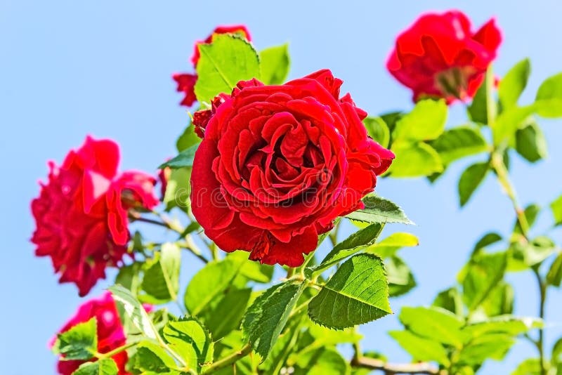 Red Roses on a Background of Blue Sky Stock Photo - Image of leaves ...