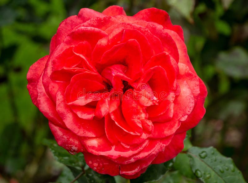 Red Roses Background. Flowers Close View Wallpaper Stock Photo - Image ...