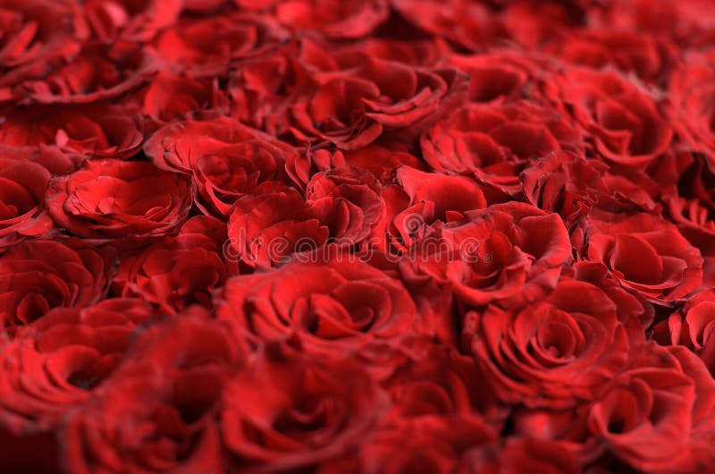 Red Roses, Background, Pattern, Texture Stock Photo - Image of ...