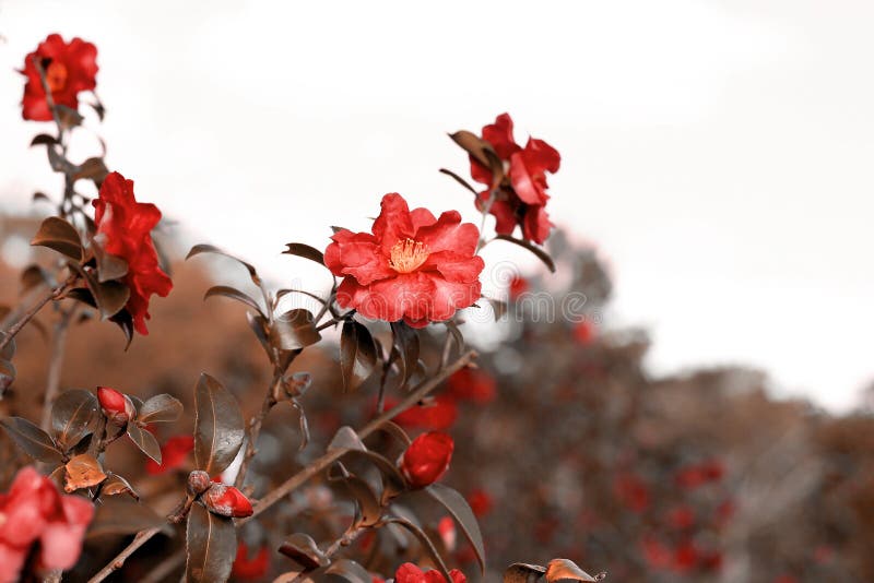 Red Roses Background. Retro Filter. Stock Photo - Image of flower ...