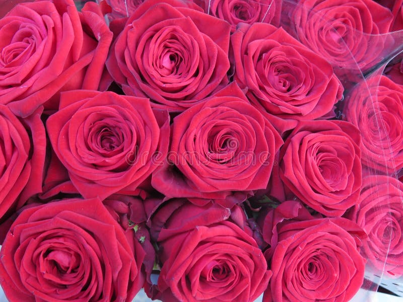 Red roses stock photo. Image of bloom, plant, pattern - 163980210