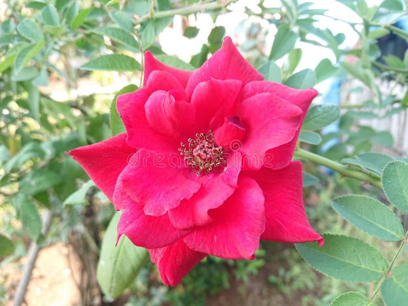 Red roses backround stock photo. Image of pink, blossom - 226623420