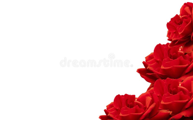 Red Roses on Banner. Copy Space for Text Stock Image - Image of gift ...