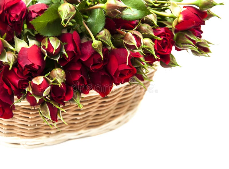 Red roses in basket stock image. Image of flower, petal - 48167025