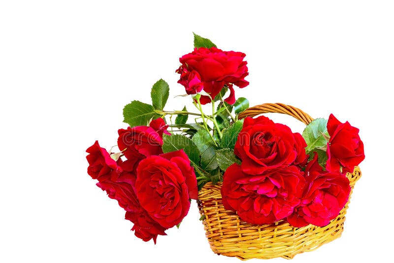 Red Roses in a Basket on a White Background Stock Photo - Image of ...