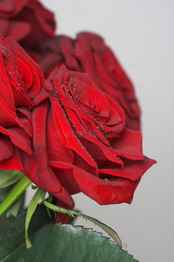 Red roses stock image. Image of gift, black, passion - 32370449
