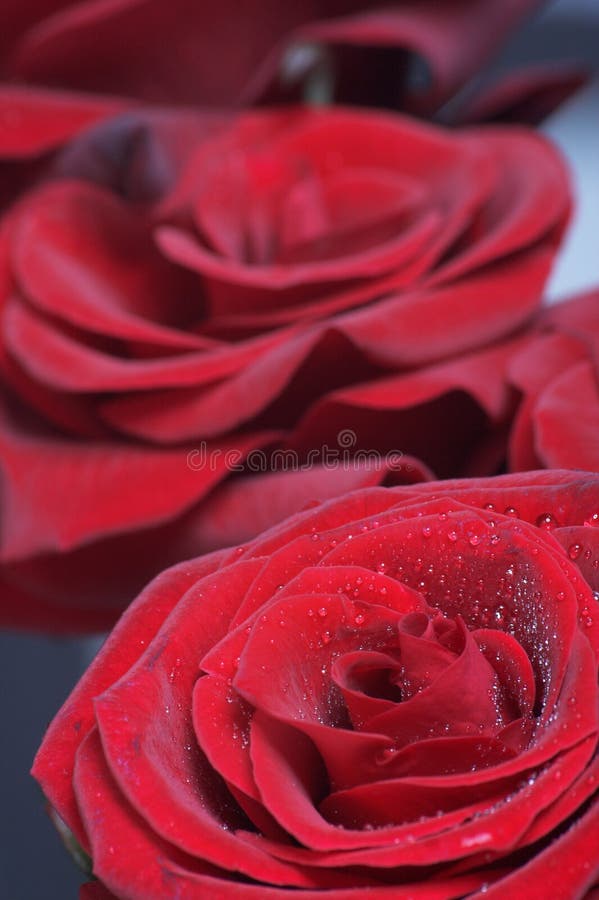 Red roses stock photo. Image of love, gift, relax, plant - 37191552