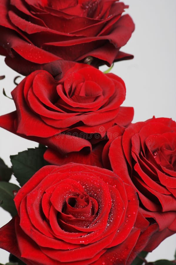 Red roses stock photo. Image of black, color, decoration - 40095506