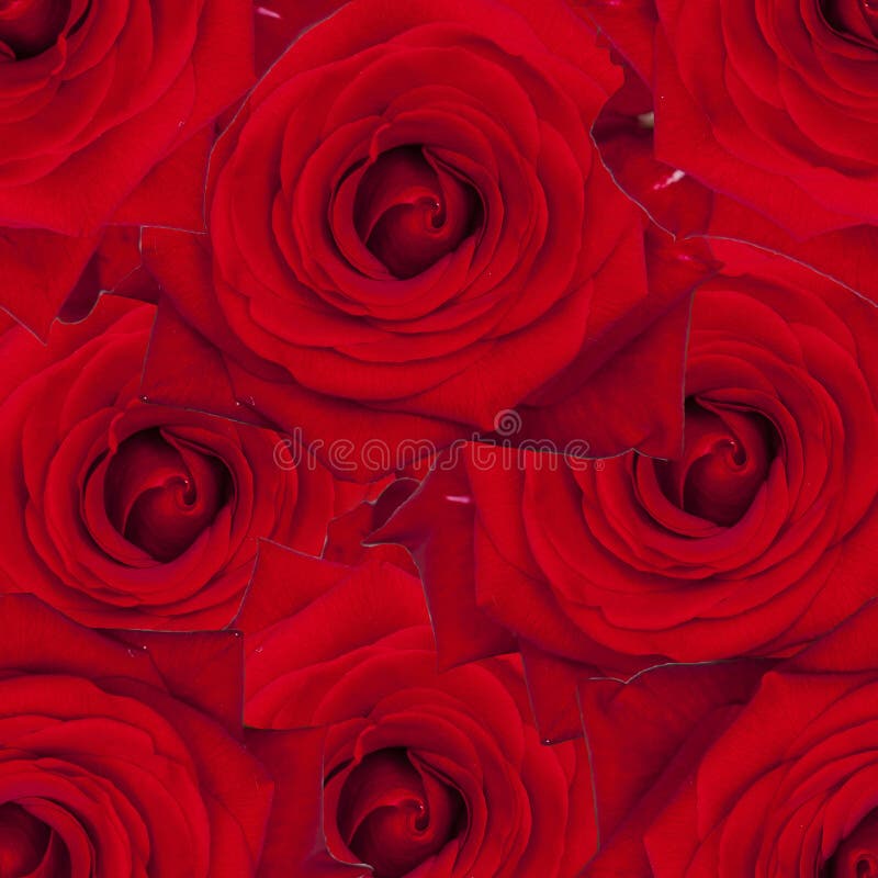 Red roses stock photo. Image of plant, rose, full, single - 64826592