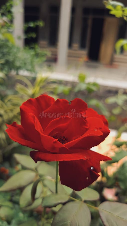Red Roses Beautiful and Green Stock Image - Image of inside, beautiful ...