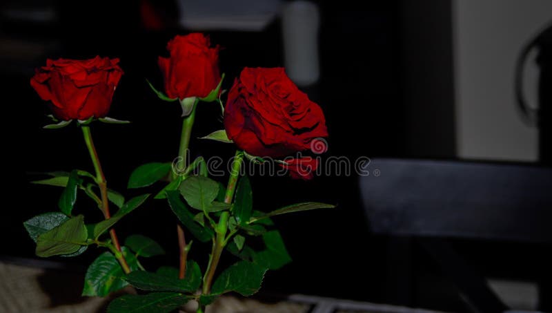 Red Roses stock photo. Image of green, hill, river, situated - 142288008