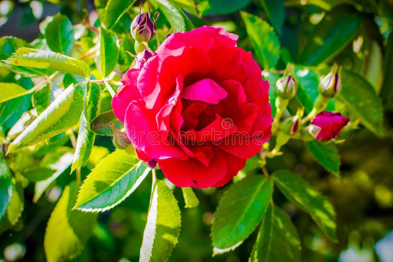 Red roses stock photo. Image of beautiful, bouquet, green - 65324390