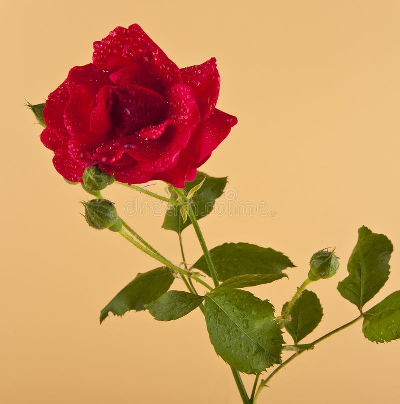 Red Roses on a Beige Background Stock Photo - Image of color, card ...