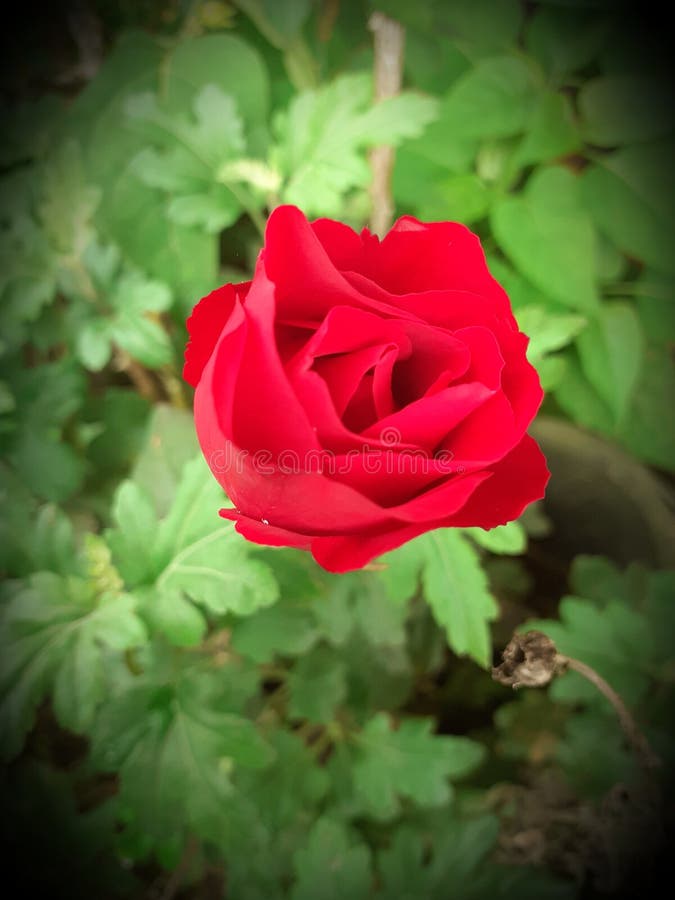 The Red Roses in Bloom are Beautiful in the Morning Stock Image - Image ...