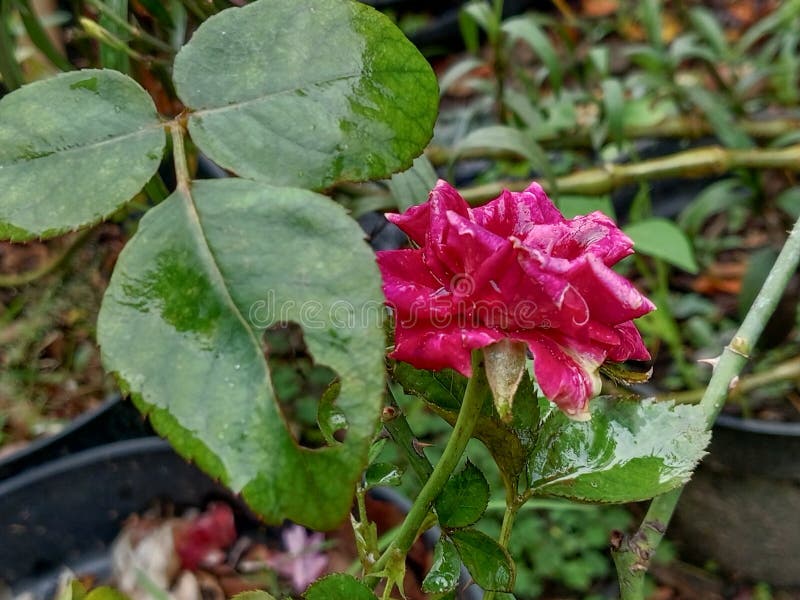 Red Roses Bloom Beautifully in the Rain Stock Image - Image of ...