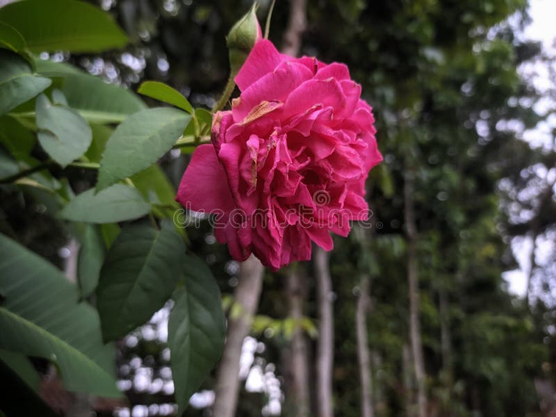 Red Roses Bloom Beautifully and Smell Fragrant Stock Photo - Image of ...