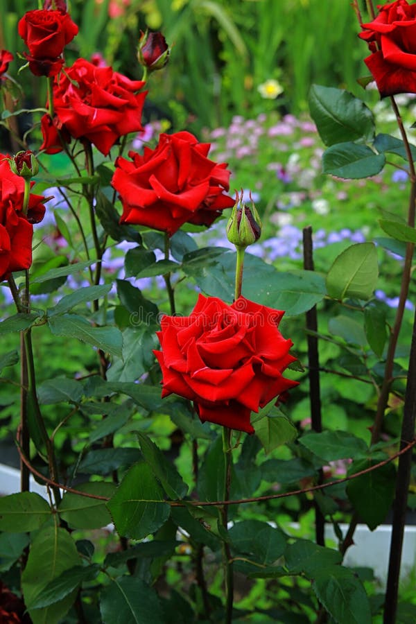 Red Roses Bloom Beautifully in Summer Stock Image - Image of blossom ...