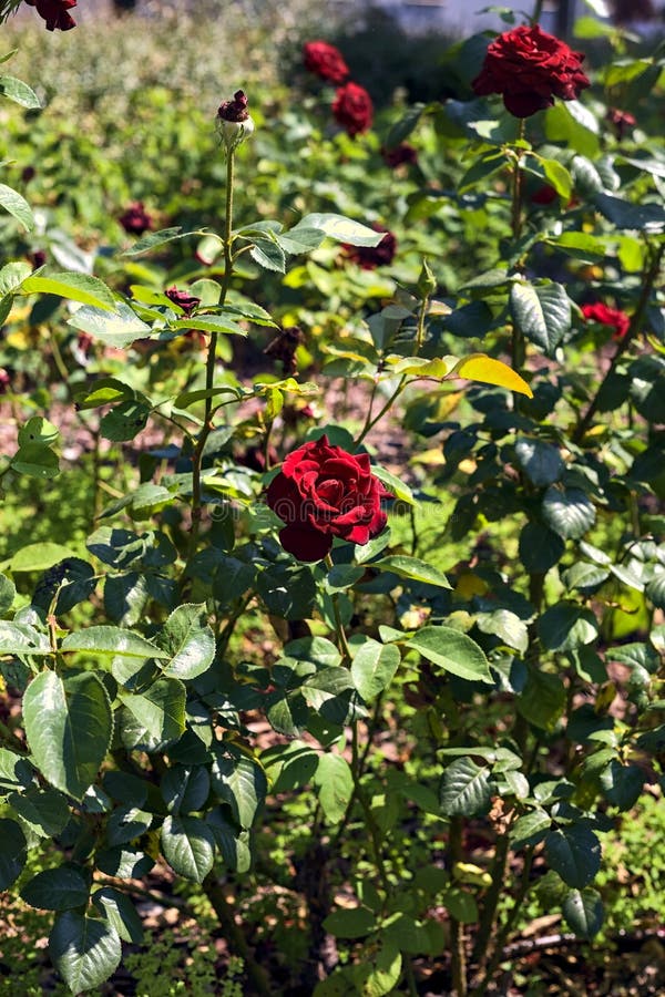 Red Roses in Bloom in a Bush on a Sunny Day Stock Image - Image of ...