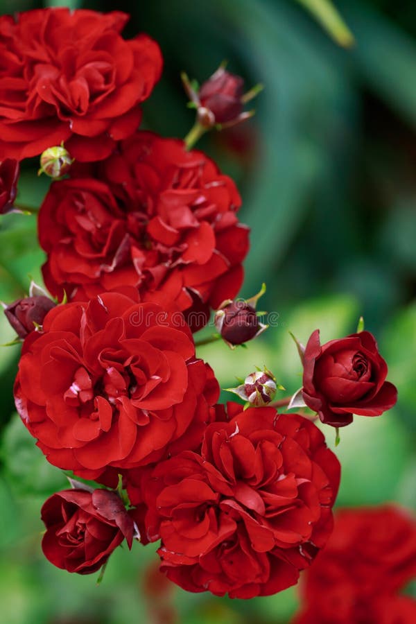 Red roses bloom stock photo. Image of gift, bloom, decoration - 277005224