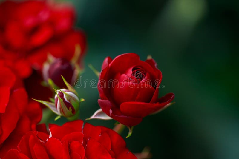 Red roses bloom stock photo. Image of closeup, rose - 277005230