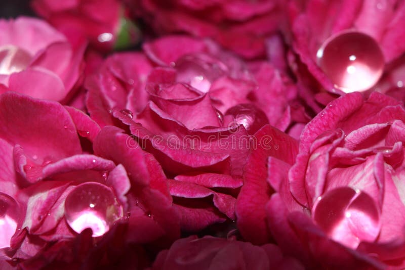 Red Roses Bloom with Drops of Water Stock Image - Image of drops, bloom ...